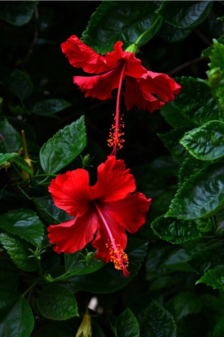 Flowers used for Indian weddings - Wedding Sutra